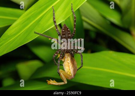 A fishing spider (Nilus sp), also known as a fish-eating spider, eating ...