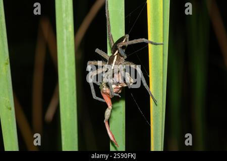 Massaja Nilus Fish-Eating Spider (Nilus massajae), eating a painted ...