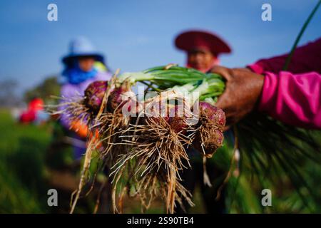 Farmers display bundles of shallots after being harvested Stock Photo ...