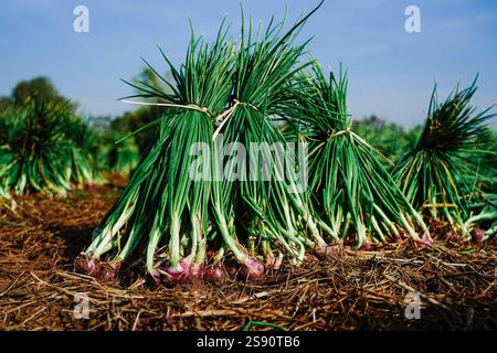 Bundles of shallots are on the ground after being harvested by farmers ...