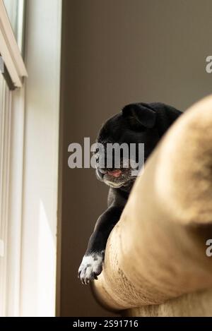 Pug Puppy looking out from small pink box Studio picture against white ...