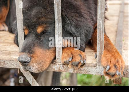 Tibetan Mastiff in a cage on the Tibetan Plateau in Qinghai province ...