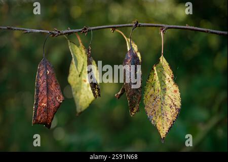 Different stages of leaf, leaves cycle. birth to death. jack leaves ...