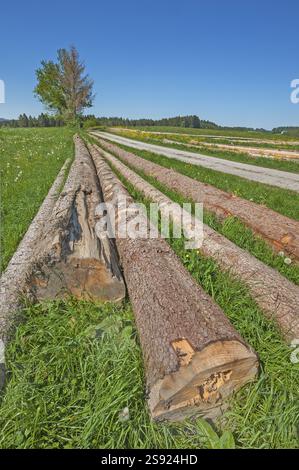 Spruce tree trunks, European spruce (Picea abies), in spring meadow ...