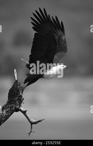 Mono African fish eagle flying with grass Stock Photo - Alamy