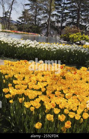 Orange color Tulips Bloom in Spring in garden Stock Photo - Alamy