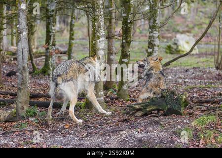 Two adult eurasian gray wolves (Canis lupus lupus) meet in a forest and ...