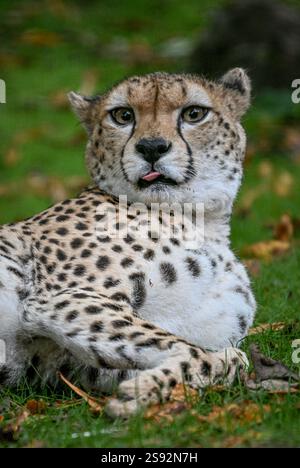 Cleo the Cheetah, Edinburgh Zoo Stock Photo - Alamy