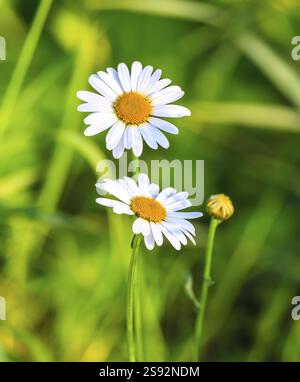 A closeup shot of white daisies in a field Stock Photo - Alamy