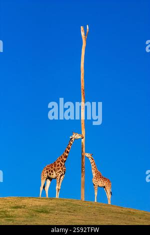 The two giraffes standing next to each other Stock Photo - Alamy