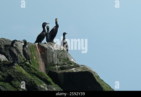 Phalacrocoracidae is a family of approximately 42 species of aquatic ...