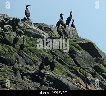 Phalacrocoracidae is a family of approximately 42 species of aquatic ...