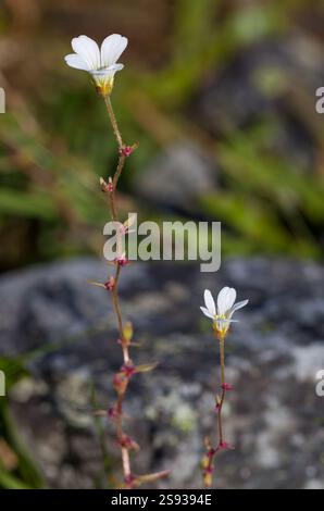 Drooping Saxifrage Saxifraga cernua Stock Photo - Alamy