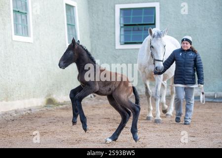 The first Black Kladruber Horse foal of the year 2025 born in the ...