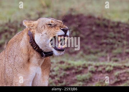 Female lion with leather gps collar scanning the savannah envirionment ...