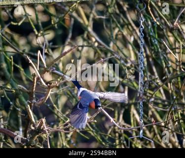Bull Finches at Hauxley Nature Reserve Stock Photo - Alamy