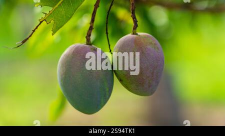 vilad mango fruit. fresh mango fruit in sri lanka Stock Photo - Alamy
