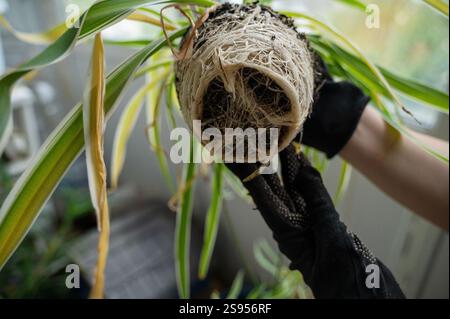 chlorophytum comosum its root system close-up Stock Photo - Alamy