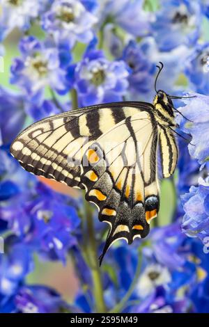 USA, Washington State, Sammamish. Eastern tiger swallowtail buttery on ...