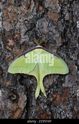 USA, Washington State, Sammamish. Luna silk moth lime green with long ...