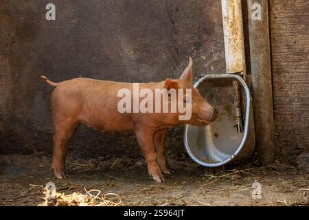 Chimacum, Washington State, USA. Tamworth pig sow standing while ...