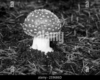 Washington State, Fly agaric mushroom Stock Photo - Alamy