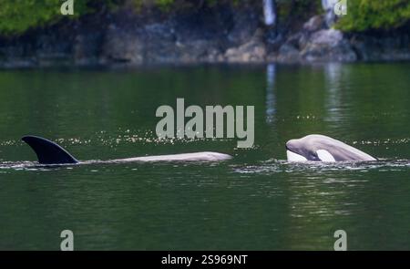 Orca whales surfacing while cruising around the San Juan Islands ...