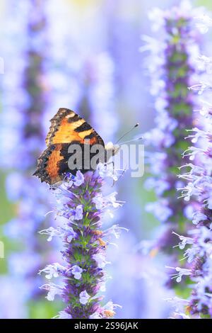A selective focus of a beautiful orange tortoiseshell butterfly with ...