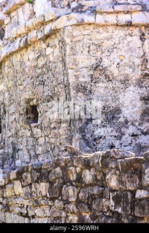 Closeup of a wall lizard on a stone Stock Photo - Alamy