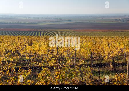 vineyard, autumn in the vineyard, yellow coloured vine plants, Pavlov ...