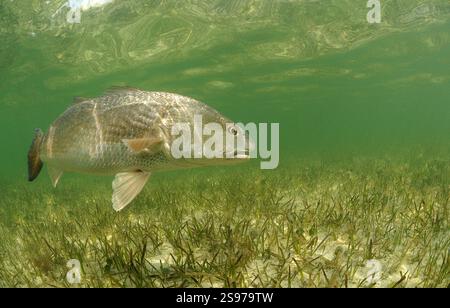 A redfish (Red Drum) swimming over grass flats of Florida Bay Stock Photo - Alamy