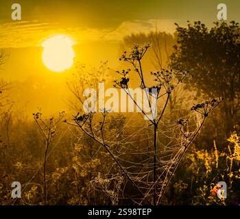 autumn foggy morning with dried plant Stock Photo - Alamy