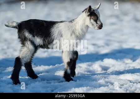 Schönau a. Königsse, Deutschland 21. Januar 2025: Tierwelt ...