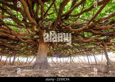 Centenary fig tree in Can Toni Mestre, listed as a unique tree ...