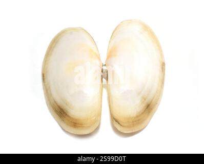 Bivalve mussel isolated on white background Stock Photo - Alamy