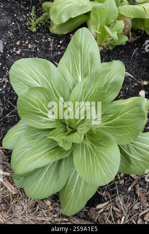 Brassica rapa chinensis - bok choy growing in a garden Stock Photo - Alamy