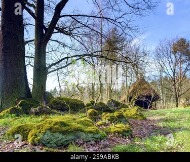 Moss on Bottom of Tree Trunk in Woods in Himalaya forest Stock Photo ...