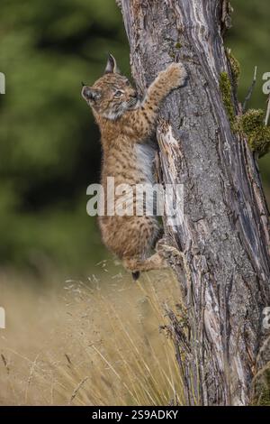 One young (10 weeks old) male Eurasian lynx, (Lynx lynx), climbing in a ...