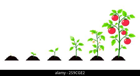 Tomato growth cycle. Tomatoes seedlings sequence, red fruit sliced ...