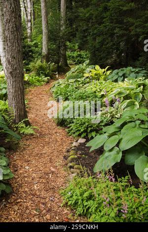 Stone edged borders with mixed Hosta plants including Pteridophyta ...