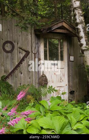 Hostas 'Blue Blazes', 'Carnival', 'Grand Marquee', 'Stiletto' and pink ...
