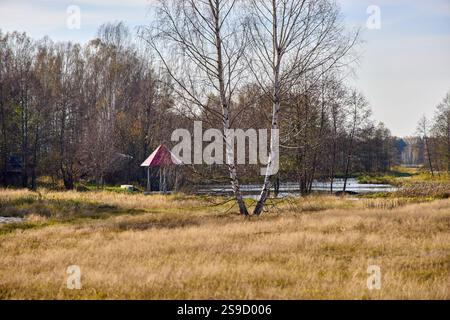 Serene countryside landscape featuring slender birch trees, lush green ...