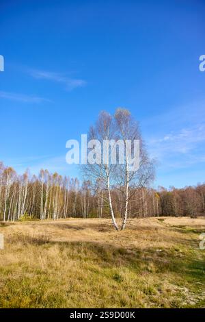 Serene countryside landscape featuring slender birch trees, lush green ...