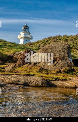 The iconic Waipapa Point Lighthouse emerging above the tussock covered ...
