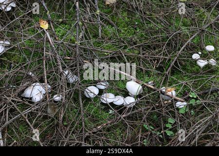 Atractosporocybe inorna, mushroom from Finland, no common English name ...