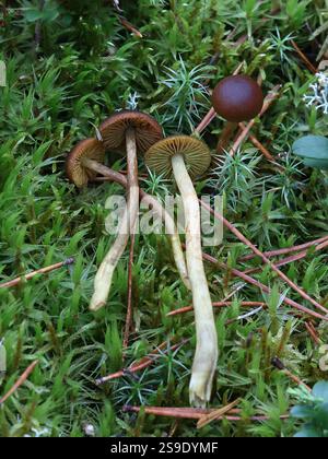 Cortinarius croceus, also called Dermocybe crocea, Saffron webcap, wild ...