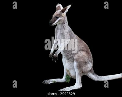 Wallaby with a transparent background Stock Photo - Alamy