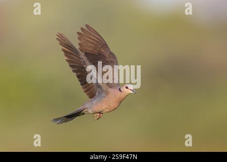 Crescent Pigeon, (Streptopelia semitorquata), animals, birds, pigeon ...