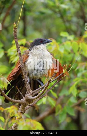 Tiputip / Burchell's coucal / Centropus superciliosus Stock Photo - Alamy