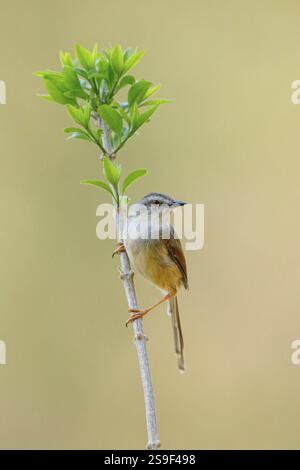 Cream-breasted Prinia, (Prinia subflava), perching warbler, passerine ...